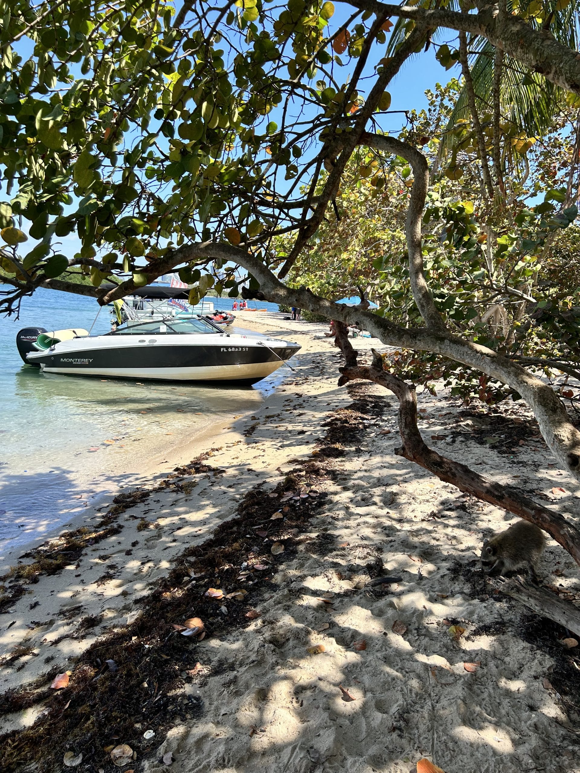 Go To Raccoon Island Miami: Best Private Tours Prices