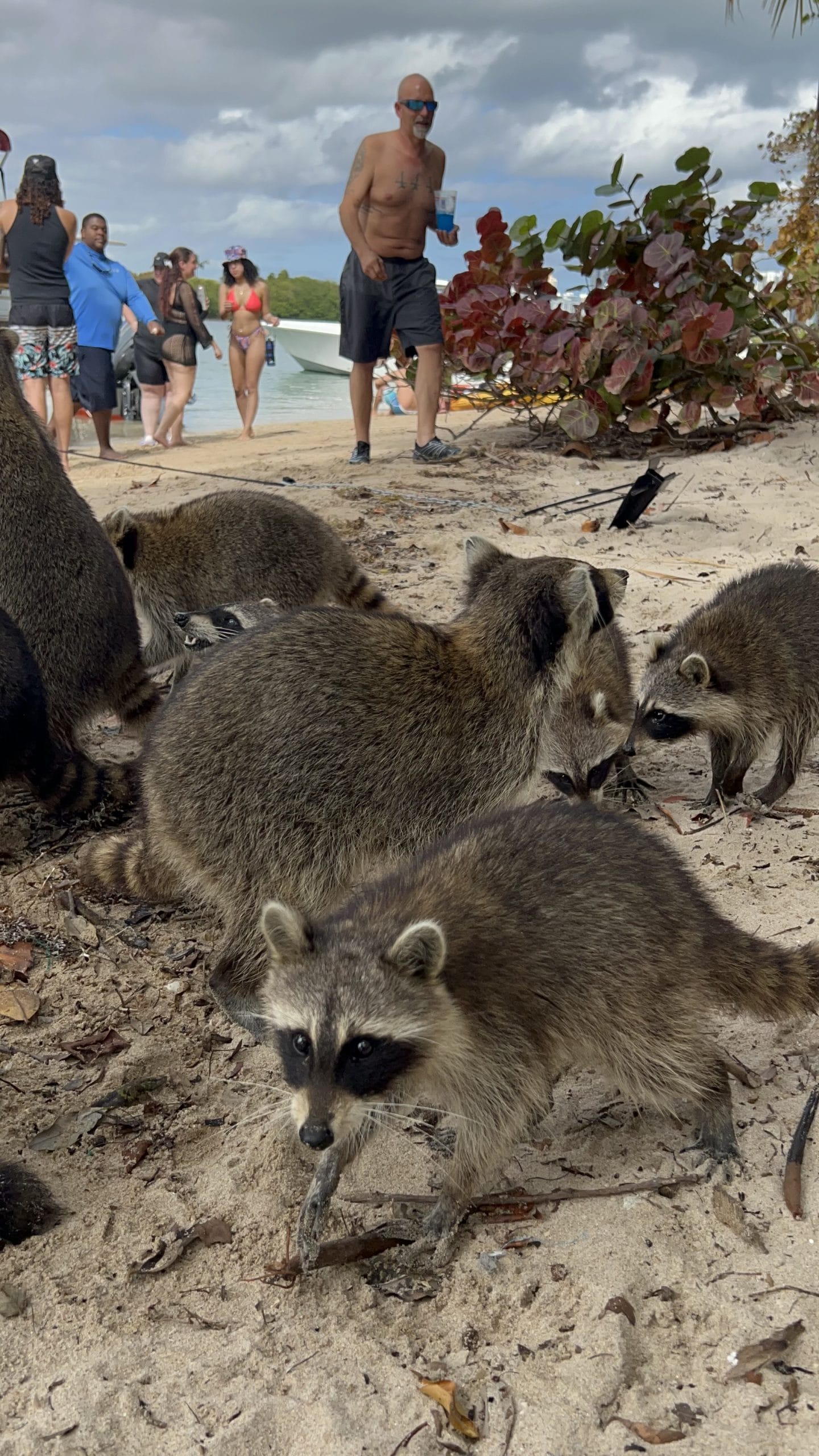 Go To Raccoon Island Miami: Best Private Tours Prices