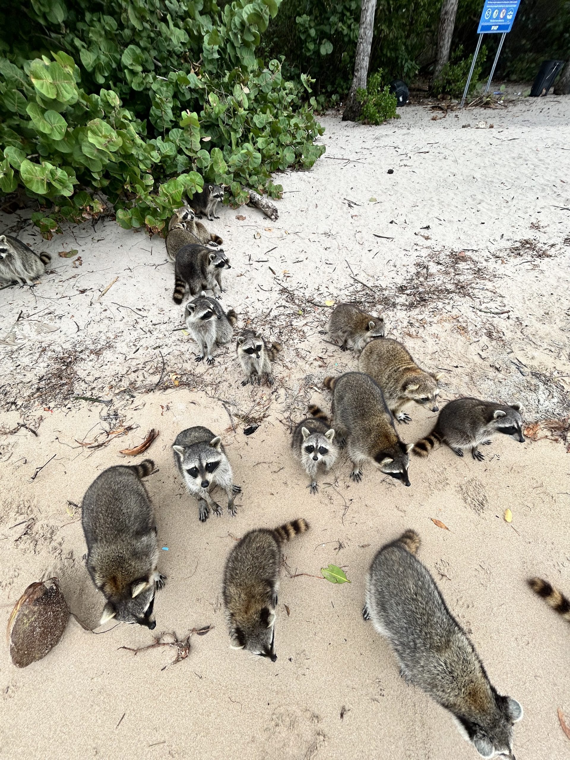 Go To Raccoon Island Miami: Best Private Tours Prices
