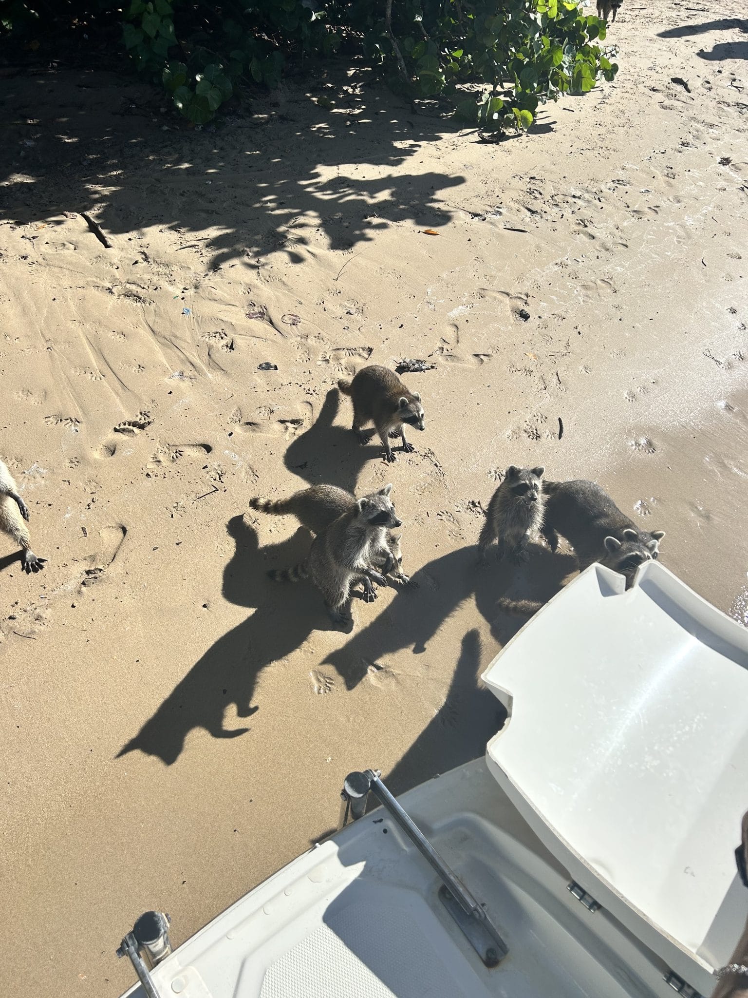 Go To Raccoon Island Miami: Best Private Tours Prices